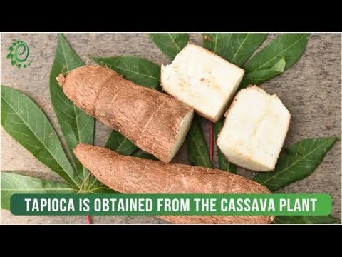 Videos | Organic Facts