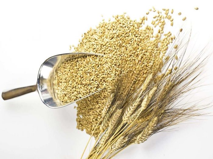 Health Benefits of Barley | Organic Facts