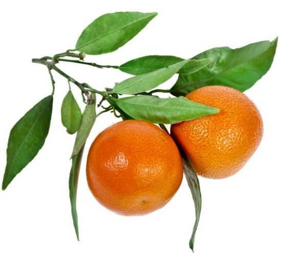 Health Benefits of Tangerine Essential Oil | Organic Facts Health Benefits of Tangerine Essential Oil | Organic Facts