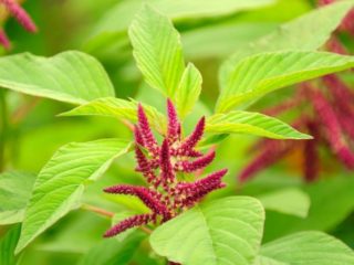 13 Best Health Benefits Of Amaranth | Organic Facts
