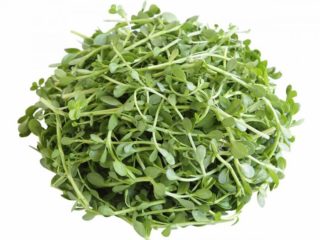 9 Impressive Benefits of Brahmi | Organic Facts