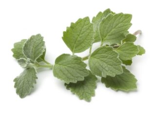 Benefits of Borage Tea For Stress & Health | Organic Facts