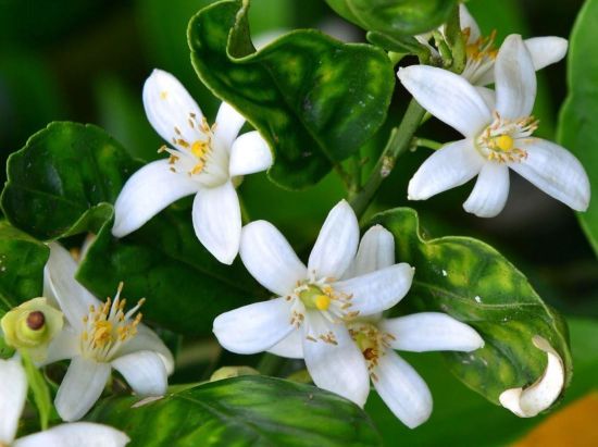 Health Benefits of Neroli Essential Oil | Organic Facts