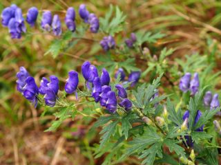 11 Surprising Benefits of Aconite | Organic Facts