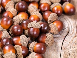 8 Amazing Benefits of Acorns | Organic Facts