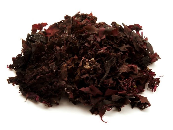 9 Surprising Benefits of Dulse | Organic Facts