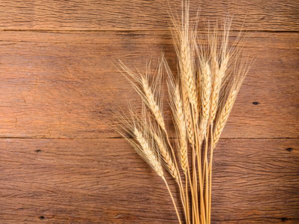 10 Best Benefits of Barley | Organic Facts