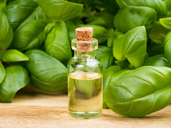 11 Amazing Benefits of Basil Essential Oil | Organic Facts