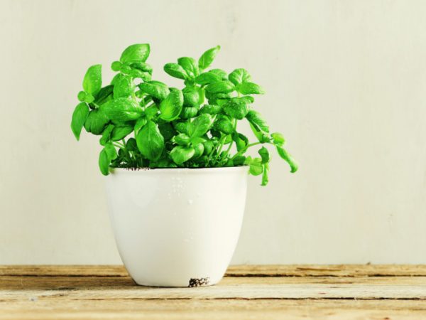 Medically Proven Liquid Chlorophyll Benefits | Organic Facts