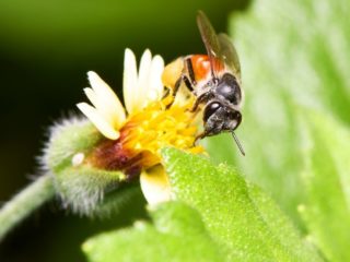 Honey Bee Infestation | Organic Facts