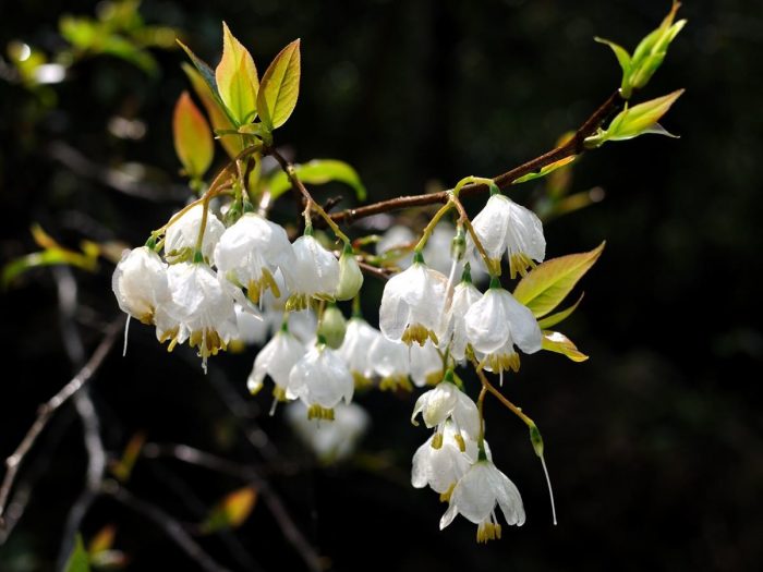 Health Benefits of Benzoin Essential Oil | Organic Facts