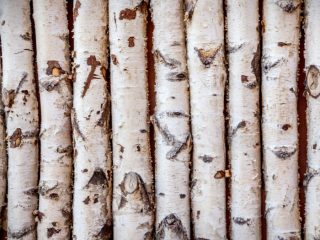 What is Birch | Organic Facts