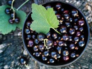 15 Best Benefits of Black Currant | Organic Facts