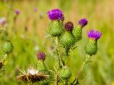 Burdock - 7 Amazing Benefits & Nutrition Facts | Organic Facts