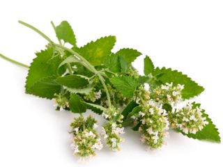 6 Amazing Benefits of Smoking Catnip | Organic Facts