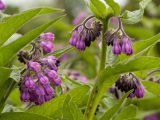 7 Impressive Benefits of Comfrey | Organic Facts