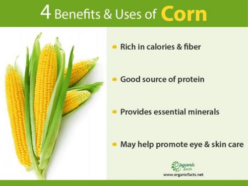 9 Proven Benefits of Corn | Organic Facts