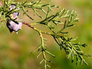 Top 5 Benefits of Cypress | Organic Facts
