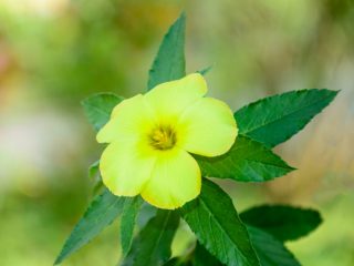 Top 14 Benefits & Uses of Damiana | Organic Facts