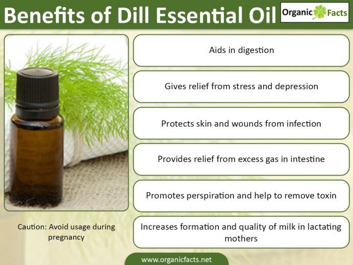 Benefits of Dill Essential Oil