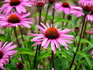 9 Surprising Benefits of Echinacea | Organic Facts