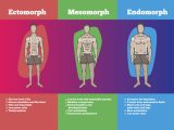 Endomorph Diet Meal Plan and Exercises | Organic Facts