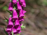 7 Interesting Benefits of Foxglove | Organic Facts
