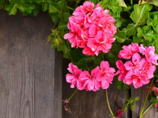 9 Amazing Benefits of Geranium | Organic Facts