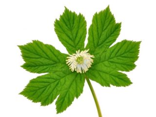 11 Promising Benefits of Goldenseal | Organic Facts
