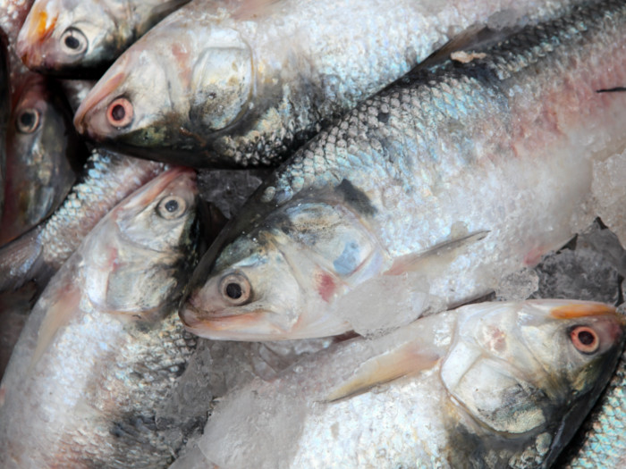 What is Hilsa Fish | Organic Facts