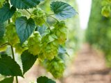 13 Best Benefits of Hops | Organic Facts