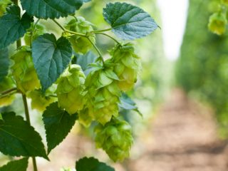 13 Best Benefits of Hops | Organic Facts