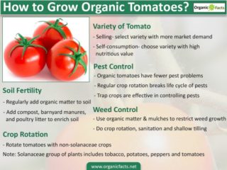 Efficient Organic Tomato Farming | Organic Facts