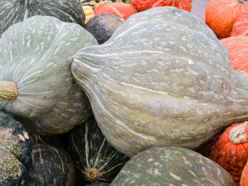 Hubbard Squash: How To Store, Cut, & Cook | Organic Facts