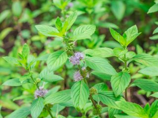 All You Need to Know About Japanese Mint | Organic Facts