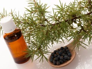 13 Incredible Benefits of Juniper Essential Oil | Organic Facts