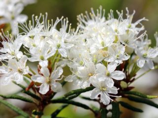 What Is Ledum Essential Oil Used For | Organic Facts