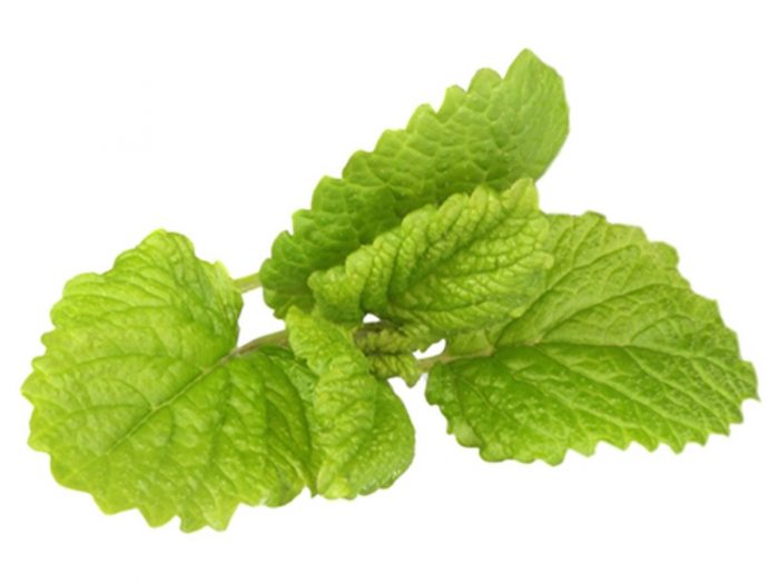 Lemon Balm Tea - Benefits, How To Make & Side Effects | Organic Facts