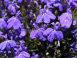 10 Amazing Benefits & Uses of Lobelia | Organic Facts