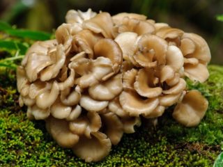 4 Proven Health Benefits of Maitake Mushrooms | Organic Facts