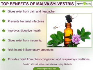 7 Amazing Benefits of Malva Sylvestris or Common Mallow | Organic Facts