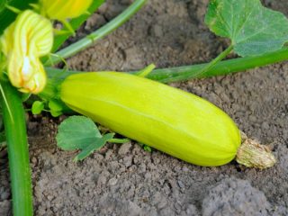 13 Amazing Benefits of Marrow | Organic Facts