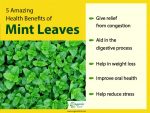 13 Impressive Benefits of Mint Leaves | Organic Facts