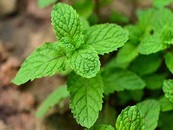 13 Impressive Benefits of Mint | Organic Facts