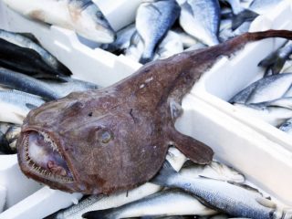 7 Incredible Health Benefits of Monkfish | Organic Facts