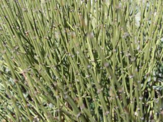 7 Proven Benefits of Mormon Tea | Organic Facts