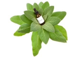 14 Amazing Uses & Benefits of Mullein | Organic Facts