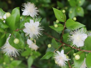8 Impressive Benefits of Myrtle | Organic Facts