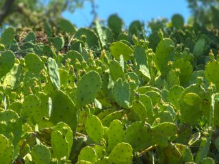 9 Impressive Benefits of Nopales | Organic Facts