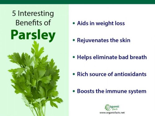 Parsley: Nutrition, Benefits, and Uses | Organic Facts